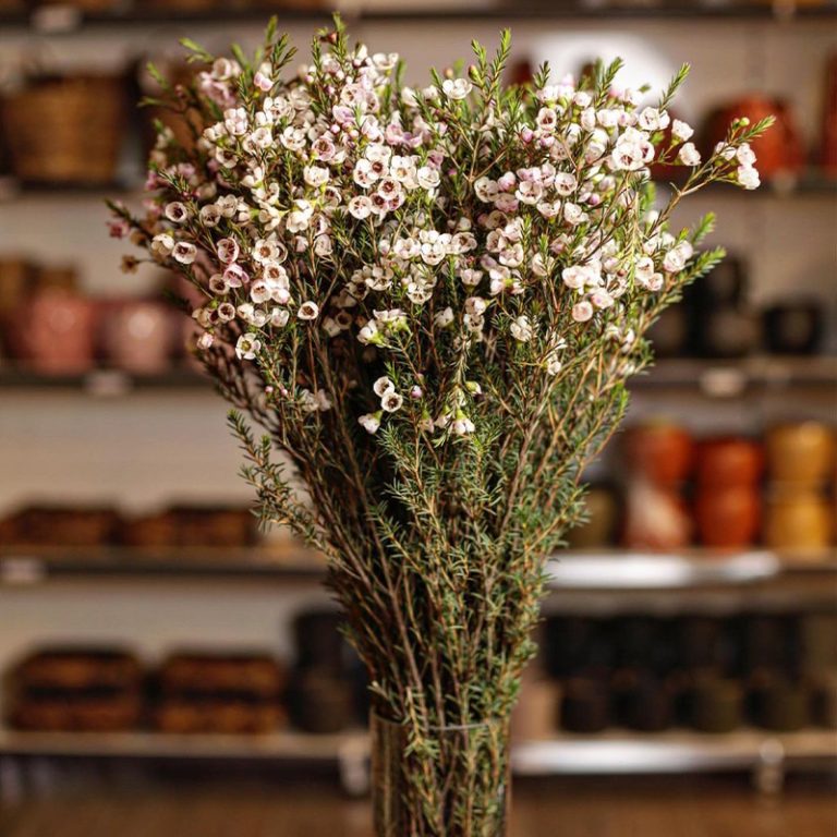 Početna - PADMA FLOWERS veleprodaja cvijeća