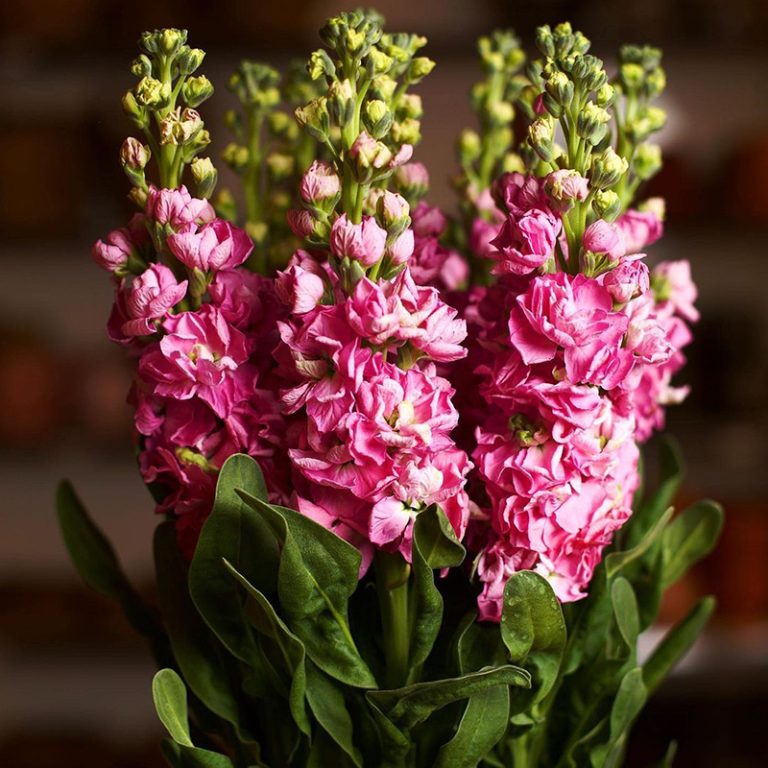Početna - PADMA FLOWERS veleprodaja cvijeća