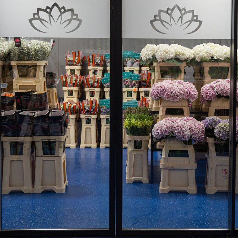 Početna - PADMA FLOWERS veleprodaja cvijeća